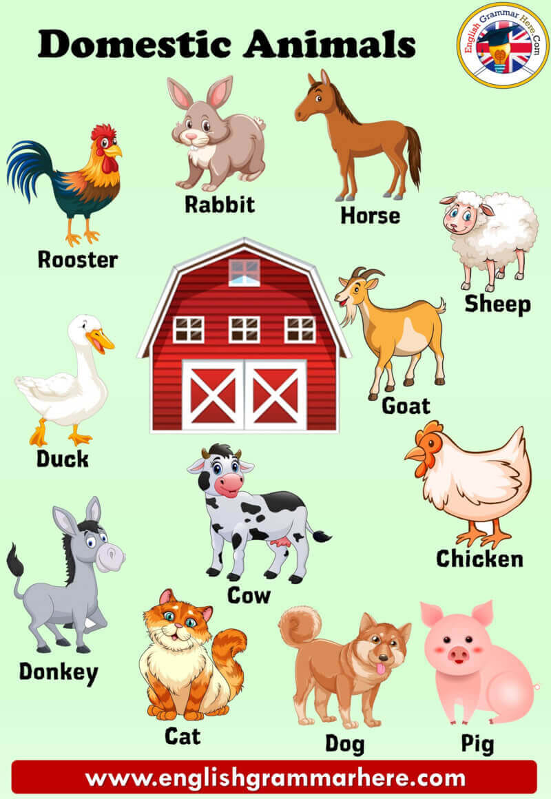 Domestic Animals Names Definition And Examples English Grammar Here