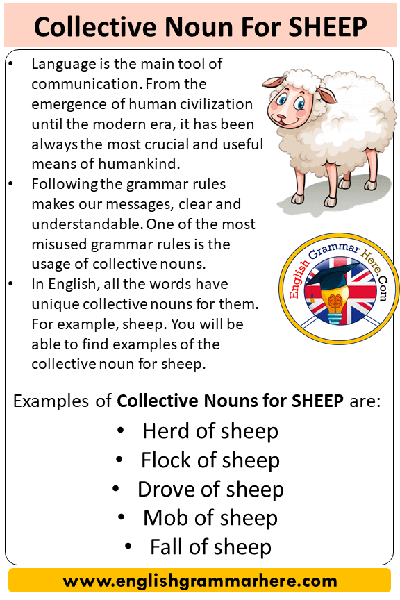 Collective Noun For Sheep Collective Nouns List Sheep English Collective Noun For Sheep Collective Nouns List Sheep English