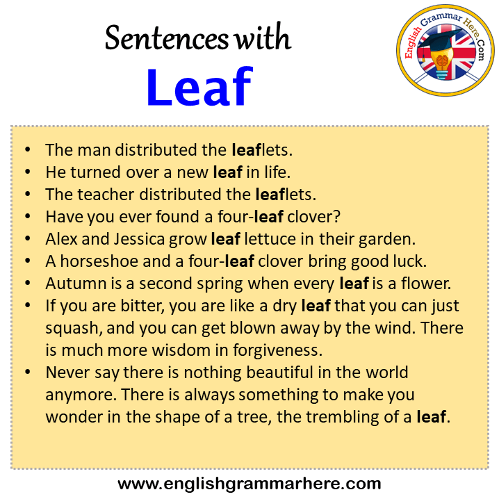 Sentences With Leaf Leaf In A Sentence In English Sentences For Leaf 
